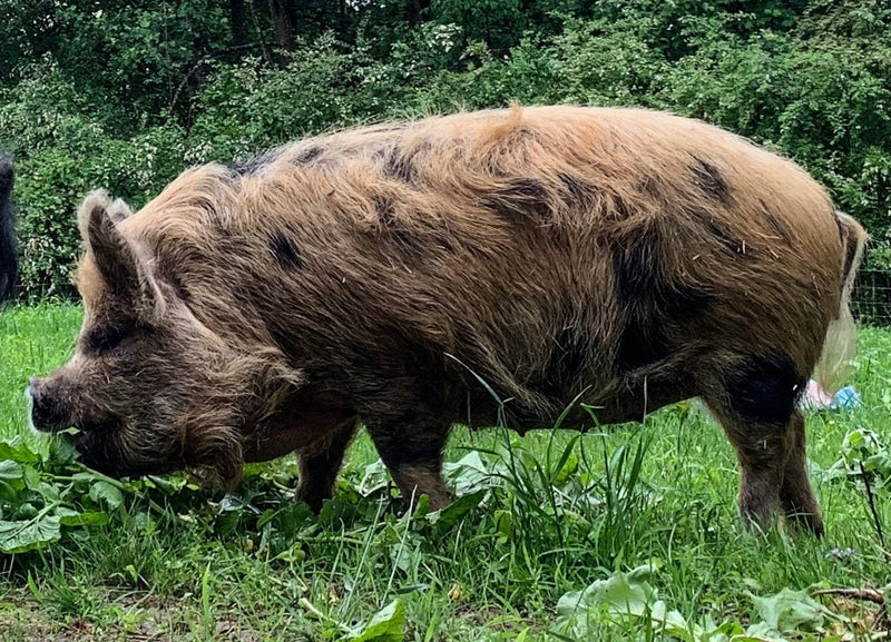 Heritage Hills Farmstead - Rising Above "Organic"